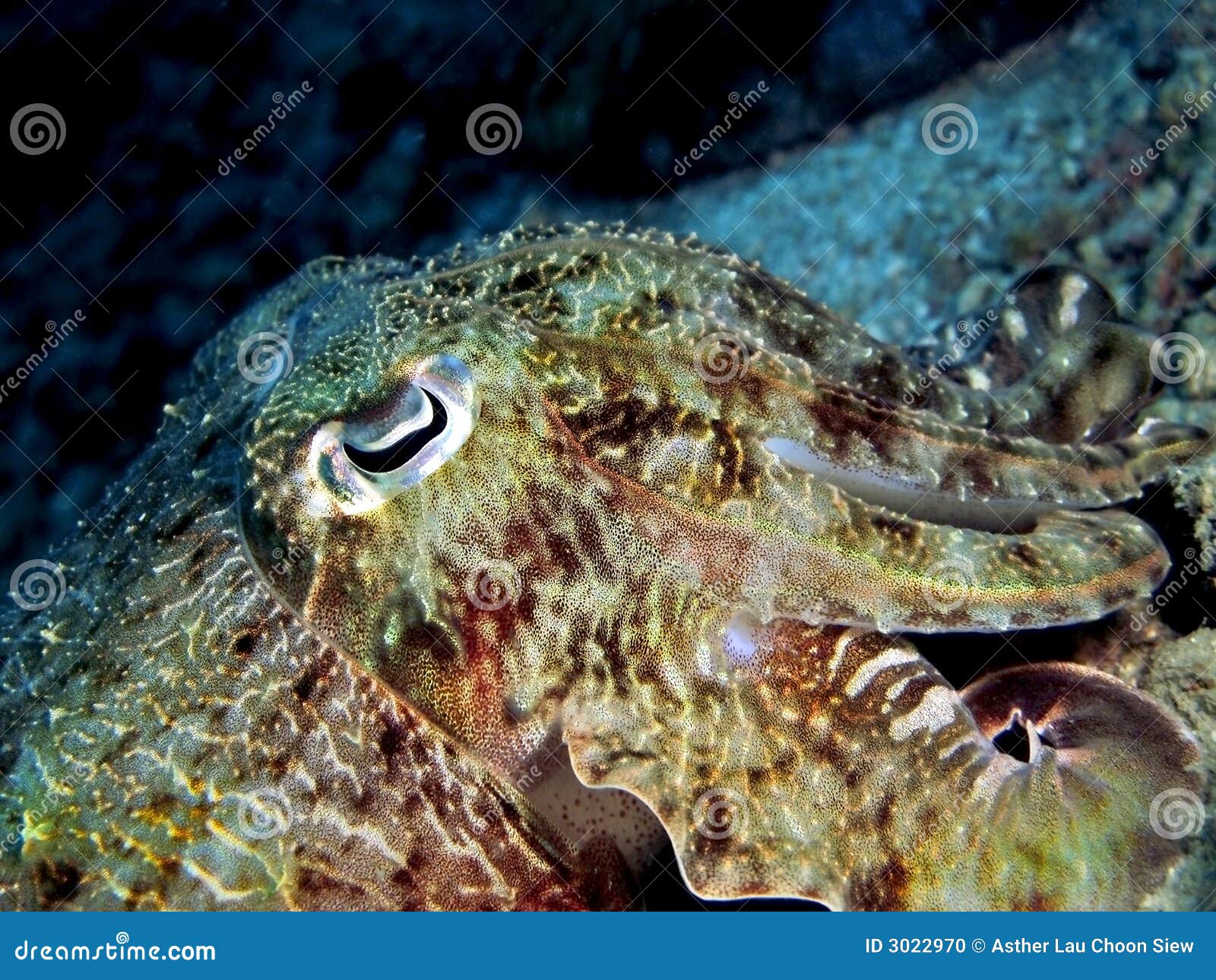 Cuttlefish Closeup stock photo. Image of cuttlefish, seafood - 3022970