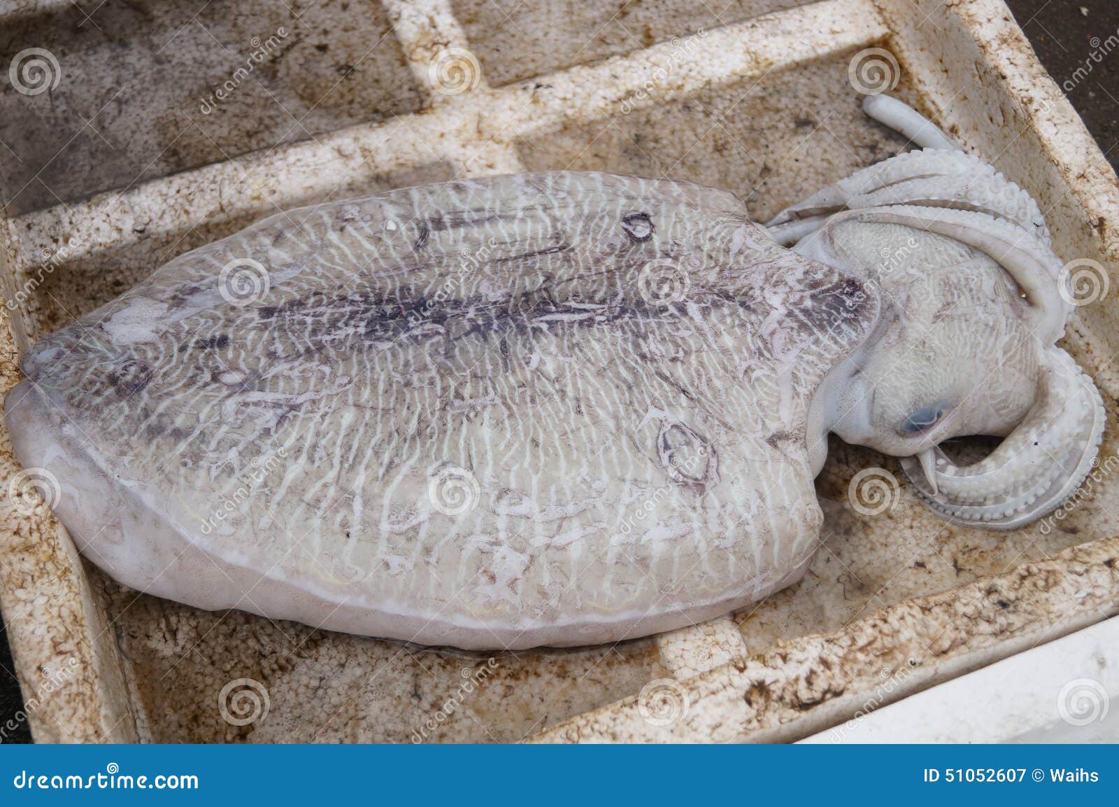 Cuttlefish stock image. Image of cuttlefish, marine, nutrition - 51052607