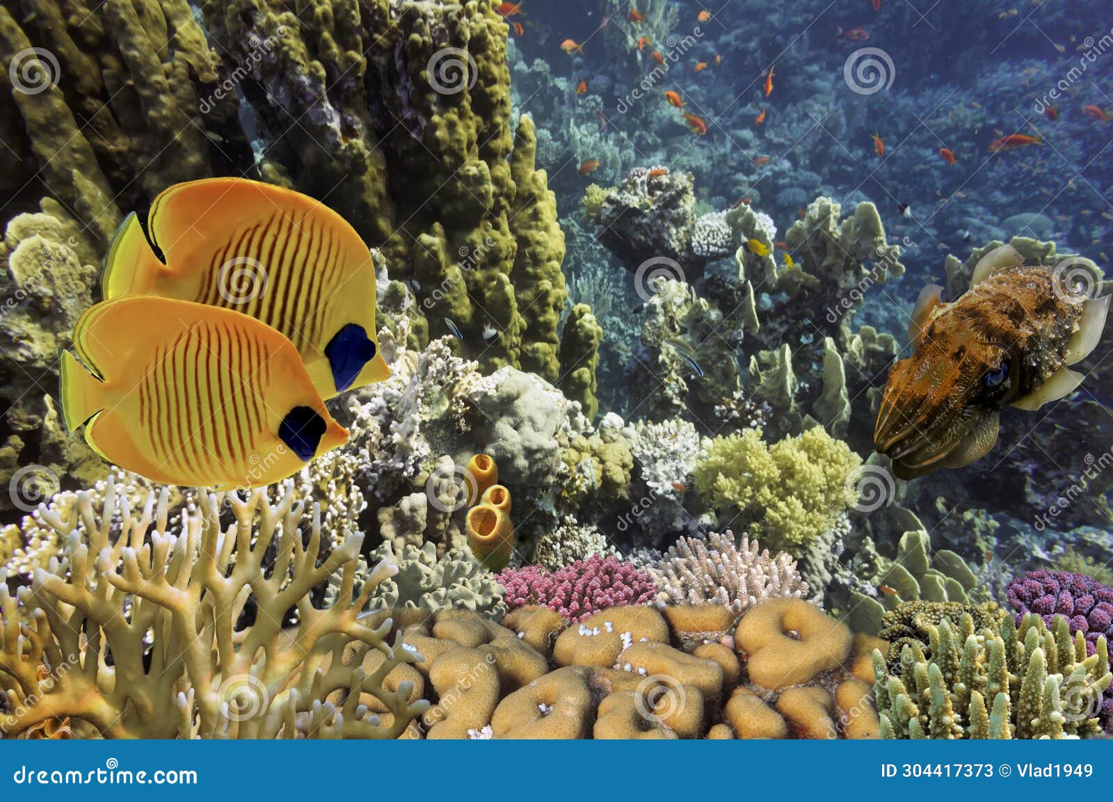 Cuttlefish on Coral Reef in the Red Sea Stock Image - Image of exotic ...