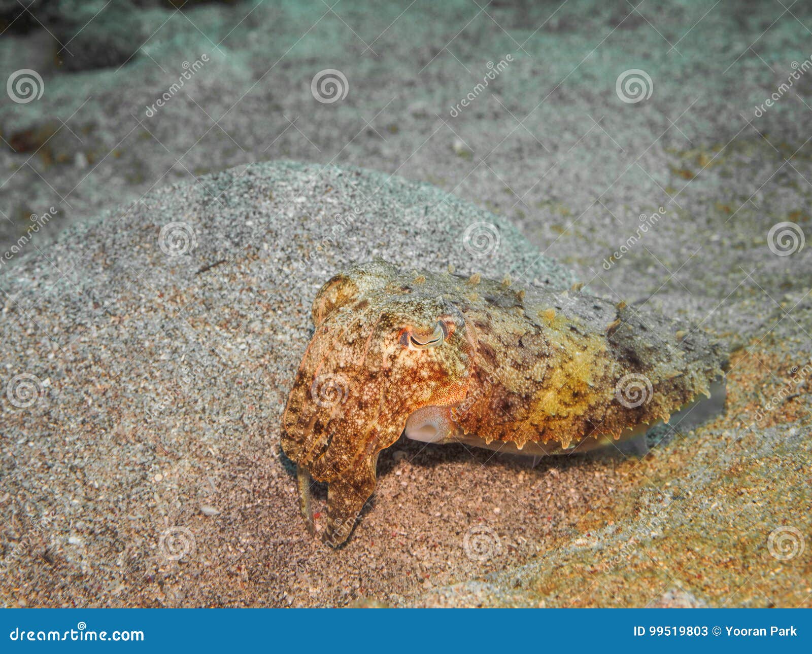 Cuttlefish stock image. Image of asia, ecosystem, pacific - 99519803