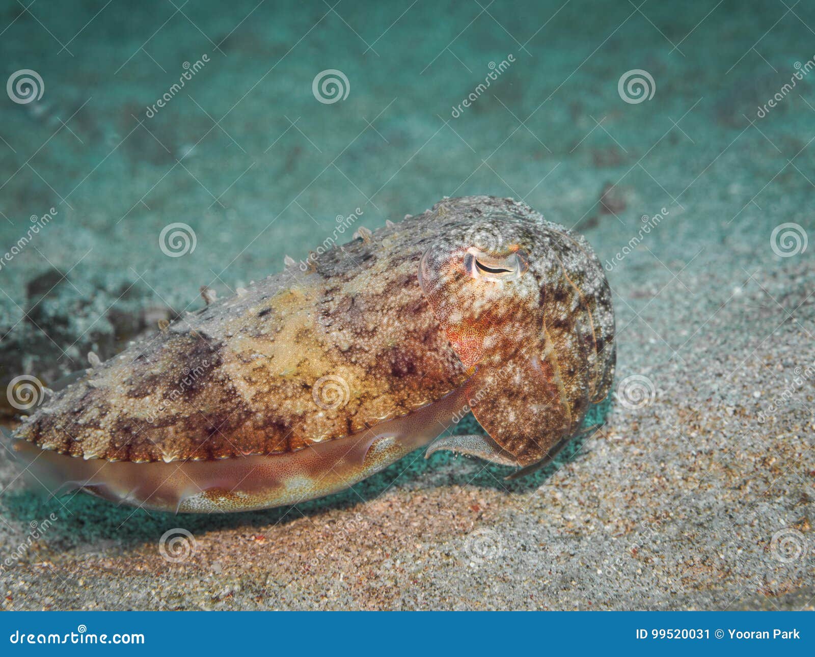 Cuttlefish stock image. Image of scuba, ocean, asia, deep - 99520031