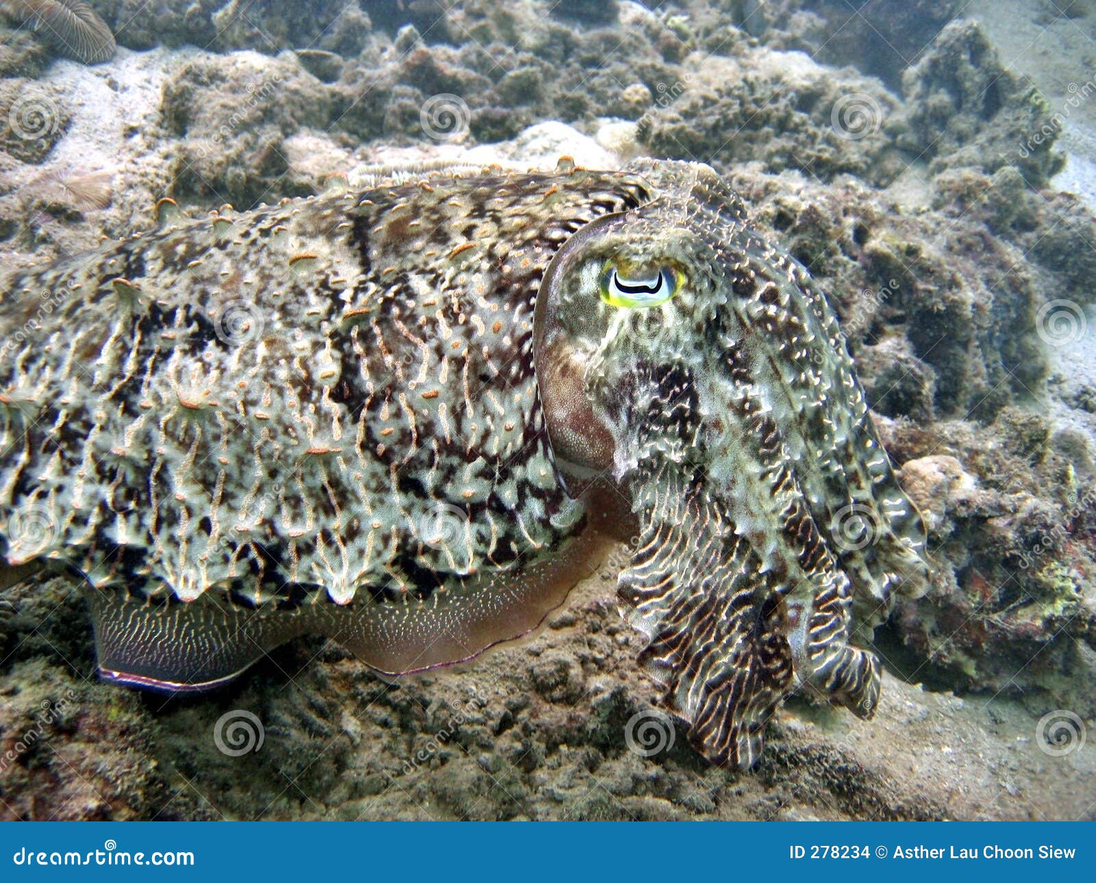 Cuttlefish in Disguise stock photo. Image of aquatic, cuttlefish - 278234