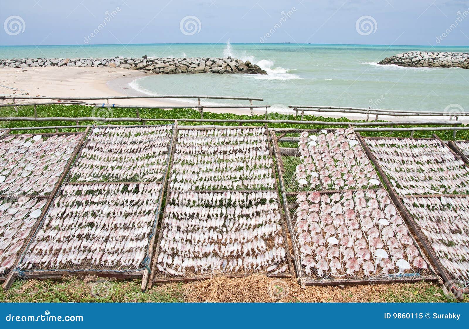 Cuttlefish Dry in Fisherman Village Stock Image - Image of fishable ...