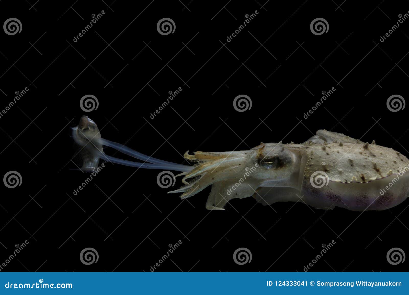 Cuttlefish eating fish stock image. Image of blue, animal - 124333041