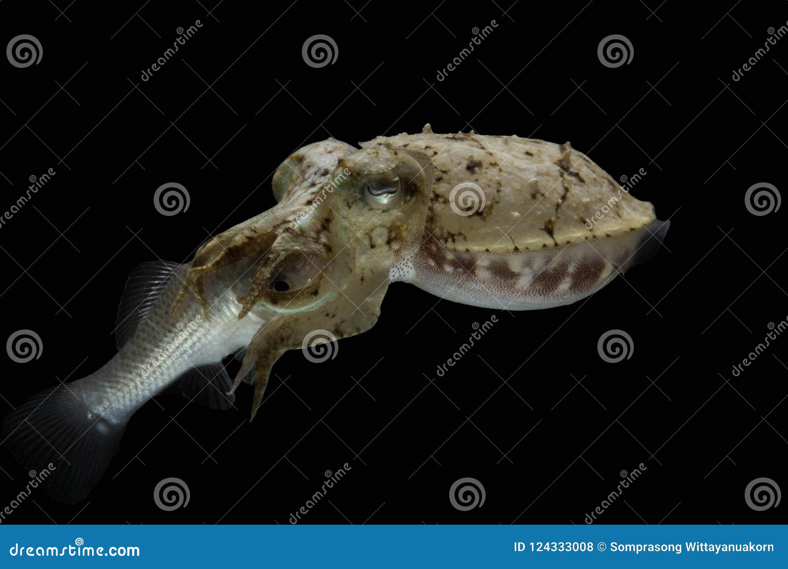 Cuttlefish eating fish stock photo. Image of color, animal - 124333008