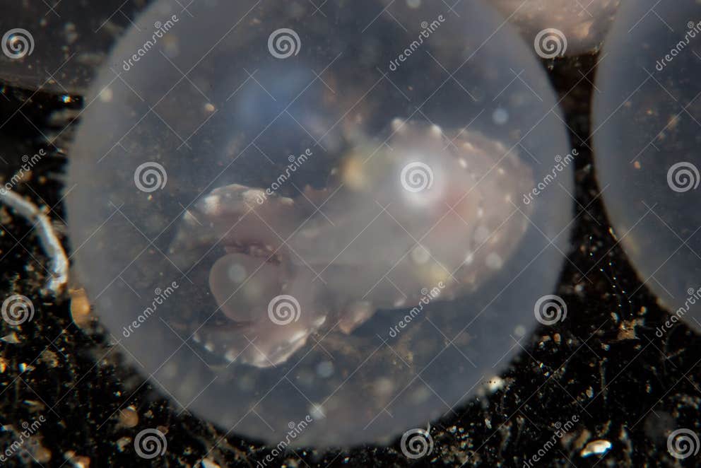 Cuttlefish Embryo stock photo. Image of evolution, ecosystem - 64837192