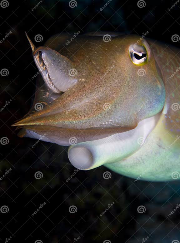 Cuttlefish Face Form the Side Stock Image - Image of cephalopoda ...