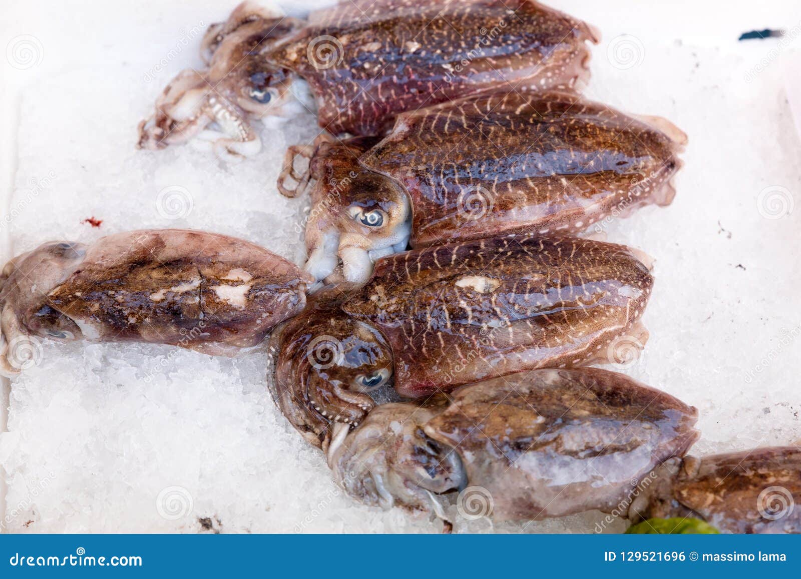 Cuttlefish at fish market stock photo. Image of crawfish - 129521696