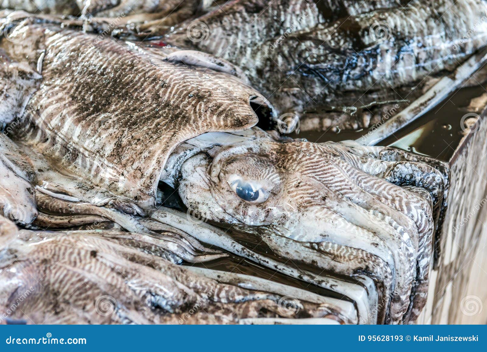 Cuttlefish stock image. Image of healthy, market, meal - 95628193