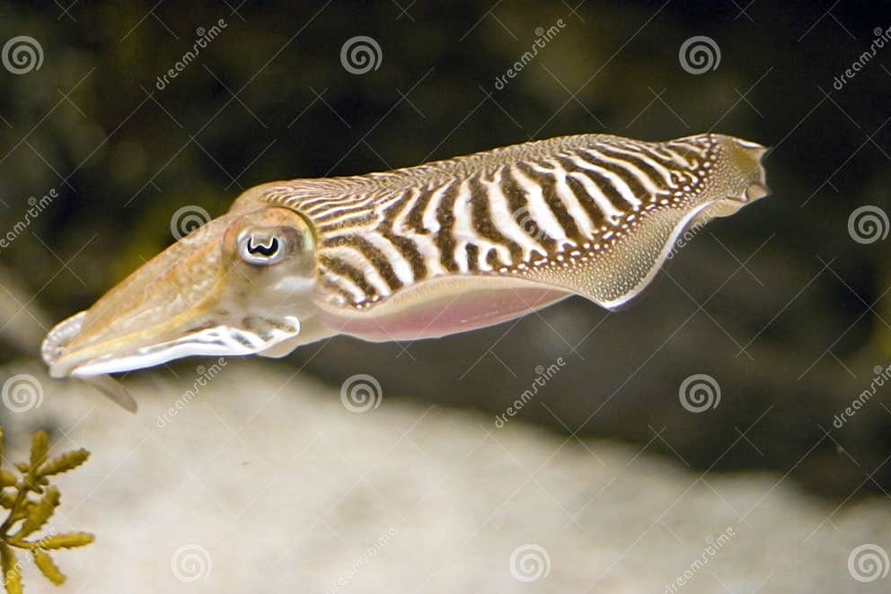 Cuttlefish Full Body stock image. Image of cuttlefish - 5358767