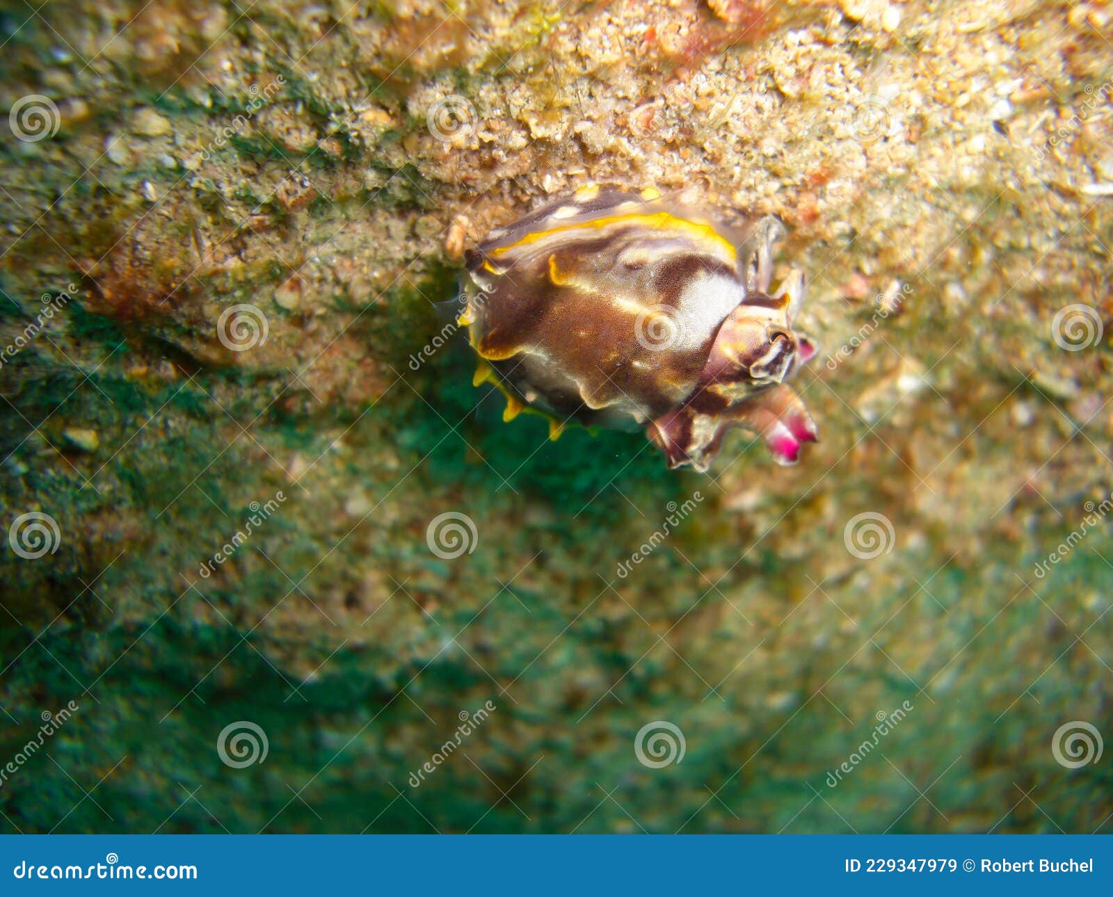 Cuttlefish in the Filipino Sea 28.11.2012 Stock Image - Image of ...