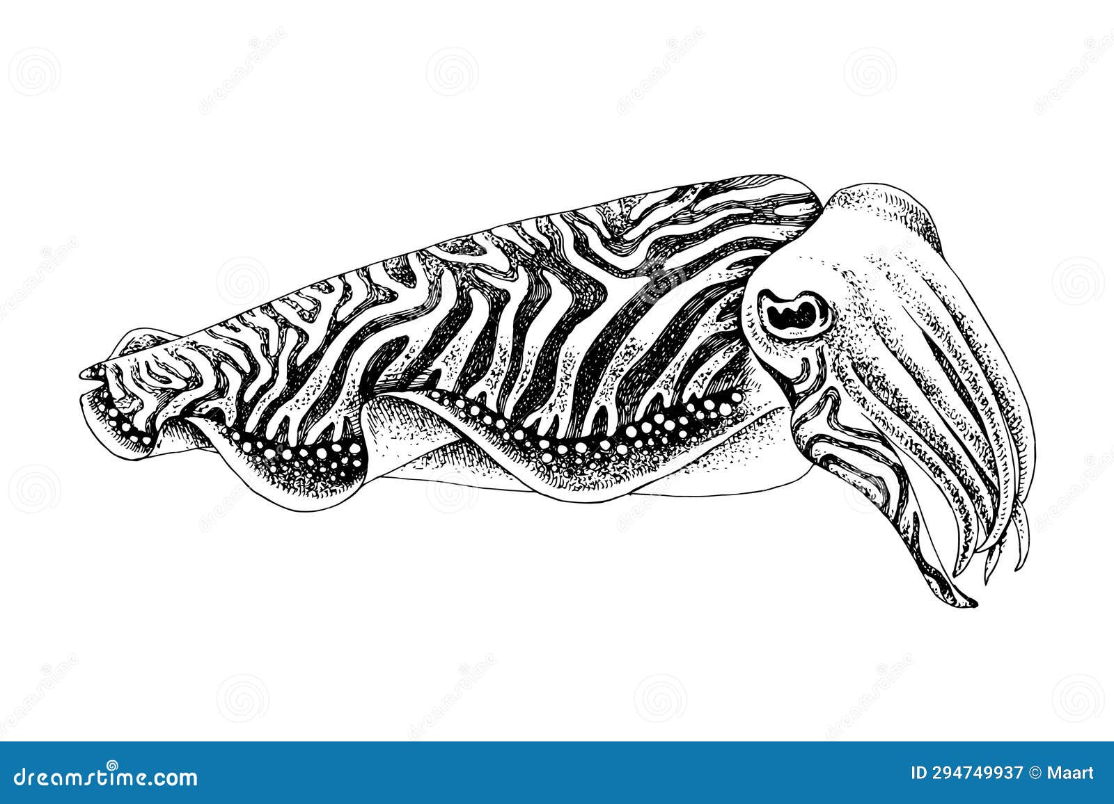 Cuttlefish Hand-drawn Illustration Cartoon Vector | CartoonDealer.com ...