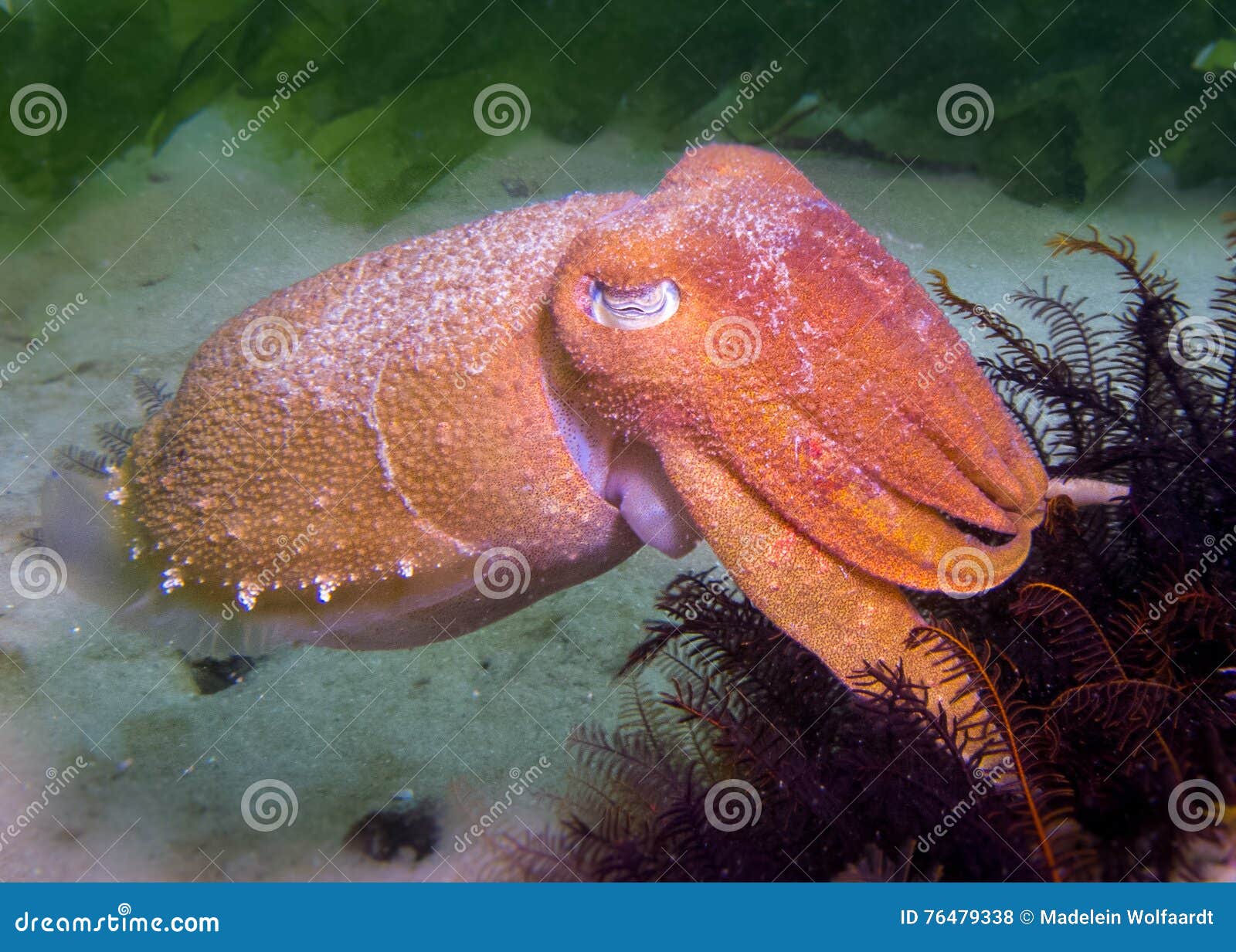 Cuttlefish Stock Images - Download 14,882 Royalty Free Photos