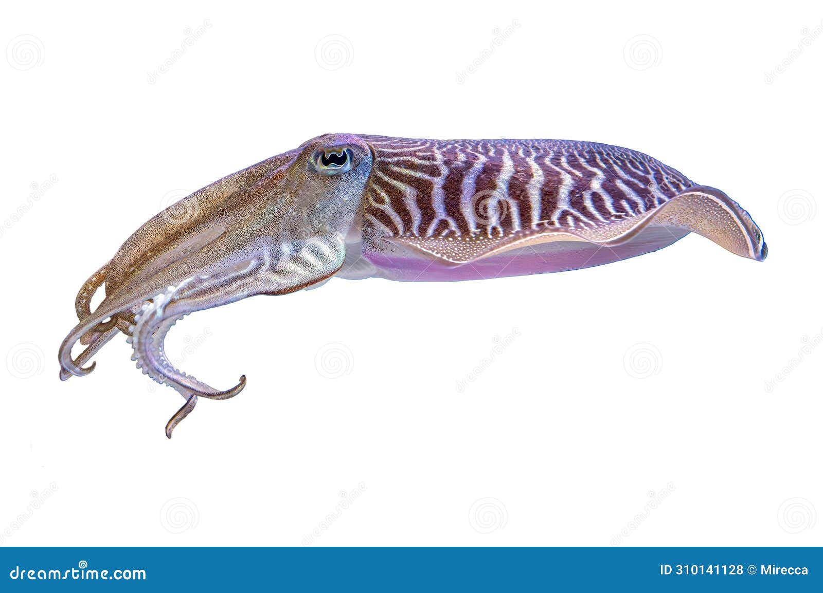 Cuttlefish - isolated stock photo. Image of food, water - 310141128