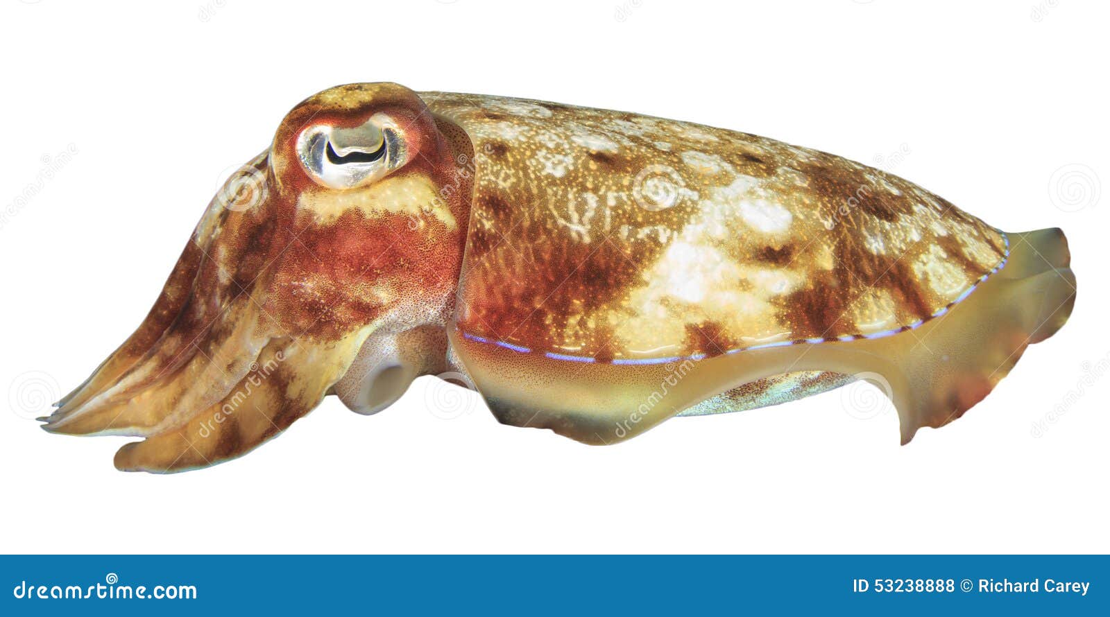 217 Pharaoh Cuttlefish Stock Photos - Free & Royalty-Free Stock Photos ...