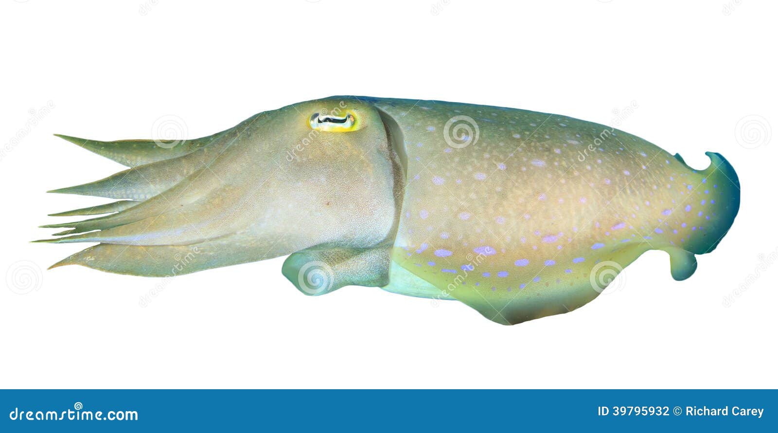 Cuttlefish Royalty-Free Stock Photography | CartoonDealer.com #39717053