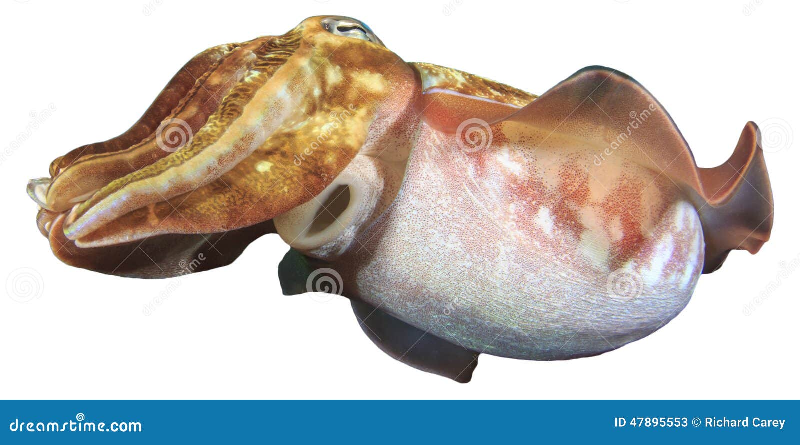 Cuttlefish stock image. Image of animal, isolation, underwater - 47895553
