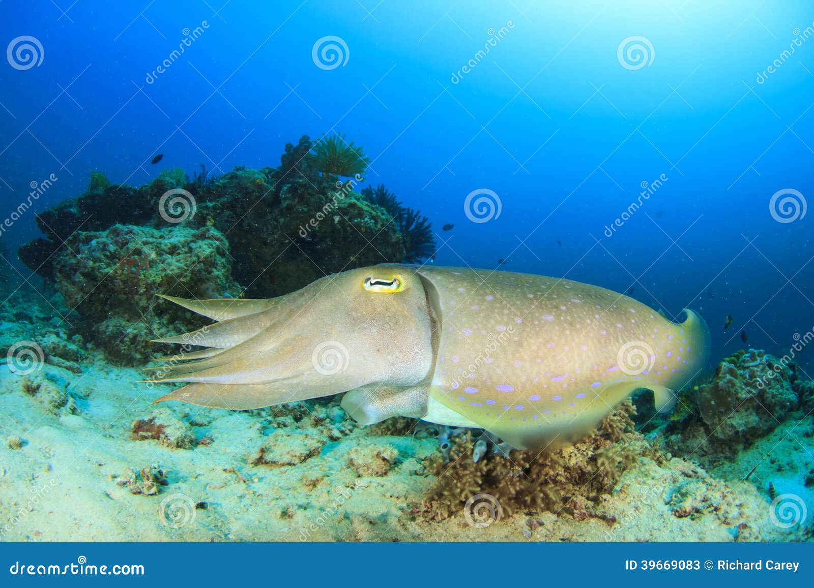 Cuttlefish stock image. Image of diving, philippines - 39669083