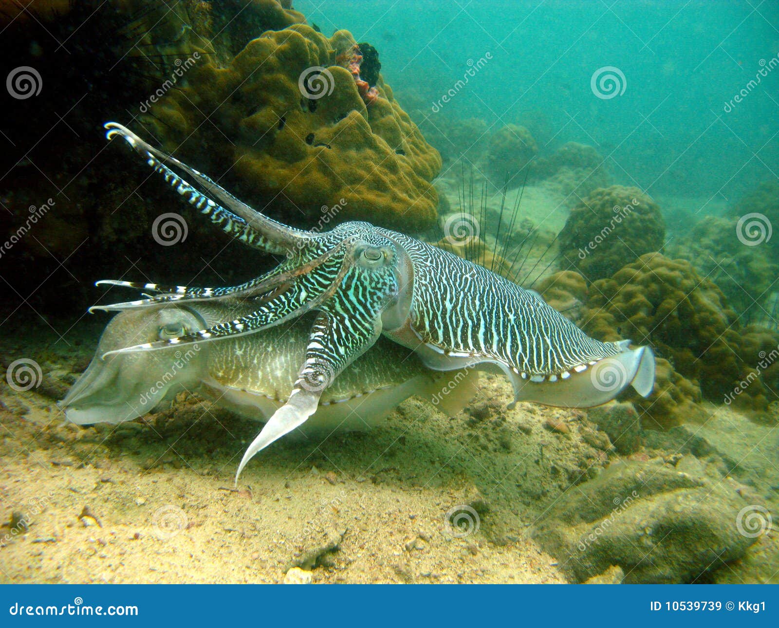 Flamboyant Cuttlefish Mating