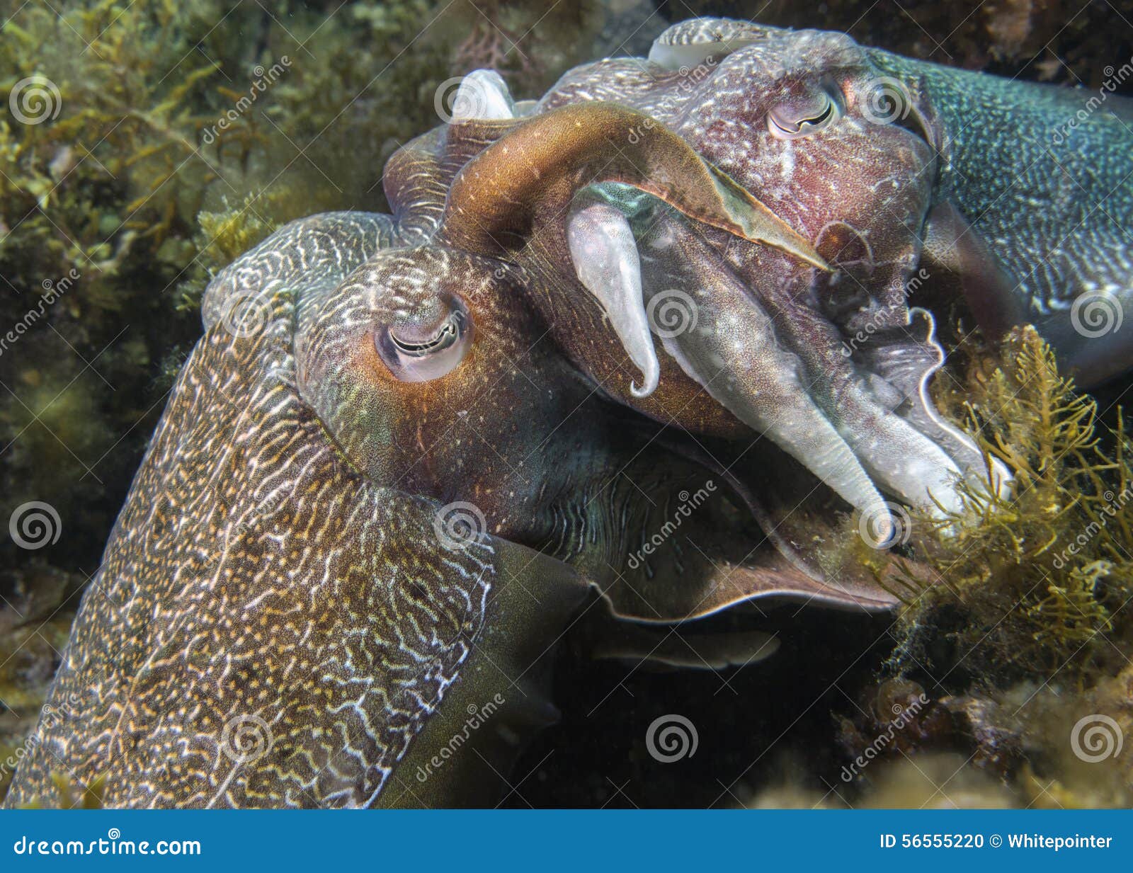 Giant cuttlefish mating stock photo. Image of blue, australia - 56555220