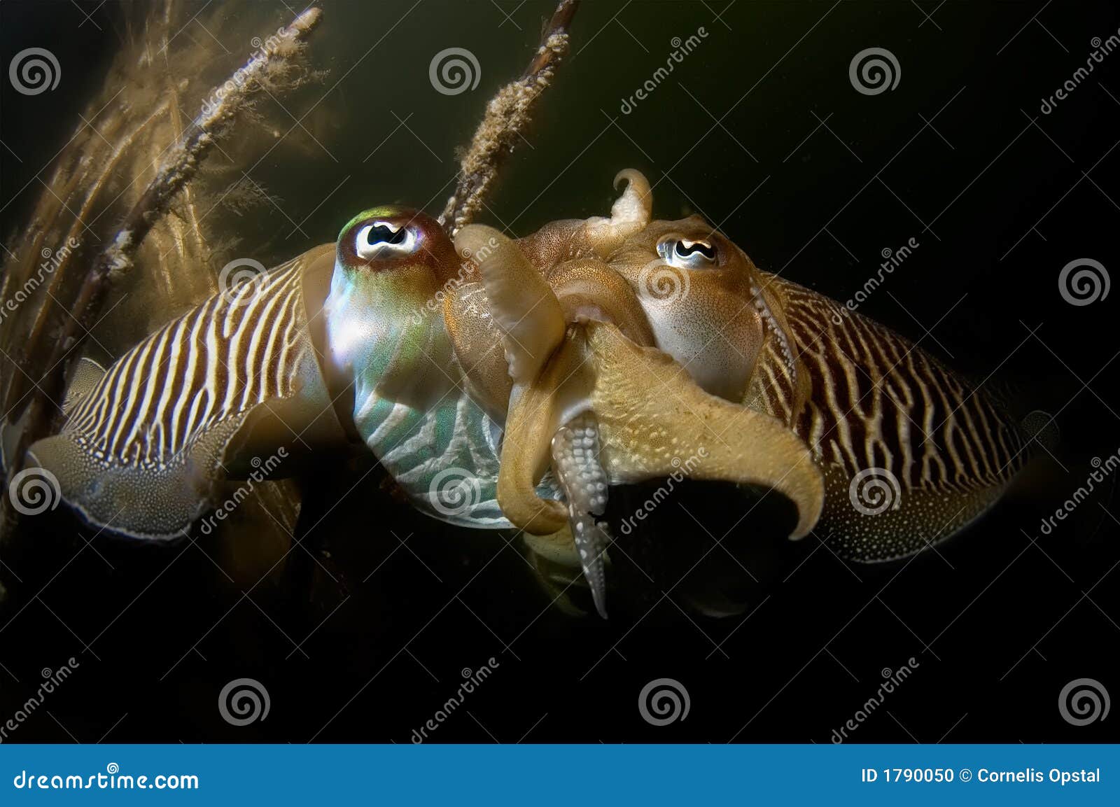 Cuttlefish Mating Oosterschelde Netherlands Stock Photo - Image of ...