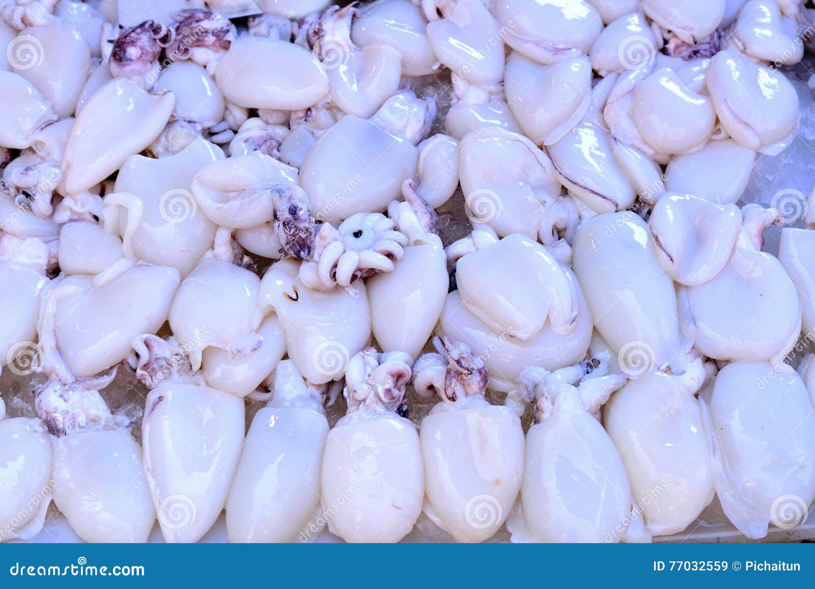 Cuttlefish stock image. Image of foods, animals, cuttlebone - 77032559