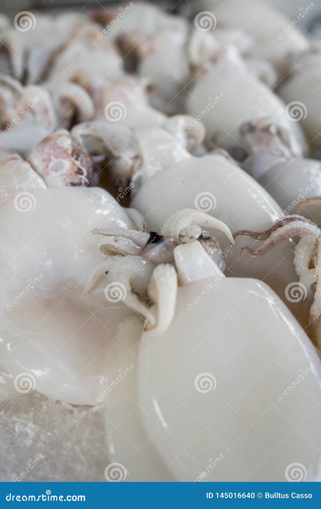 Cuttlefish Put on Ice To Prepare for Cooking Stock Photo - Image of ...
