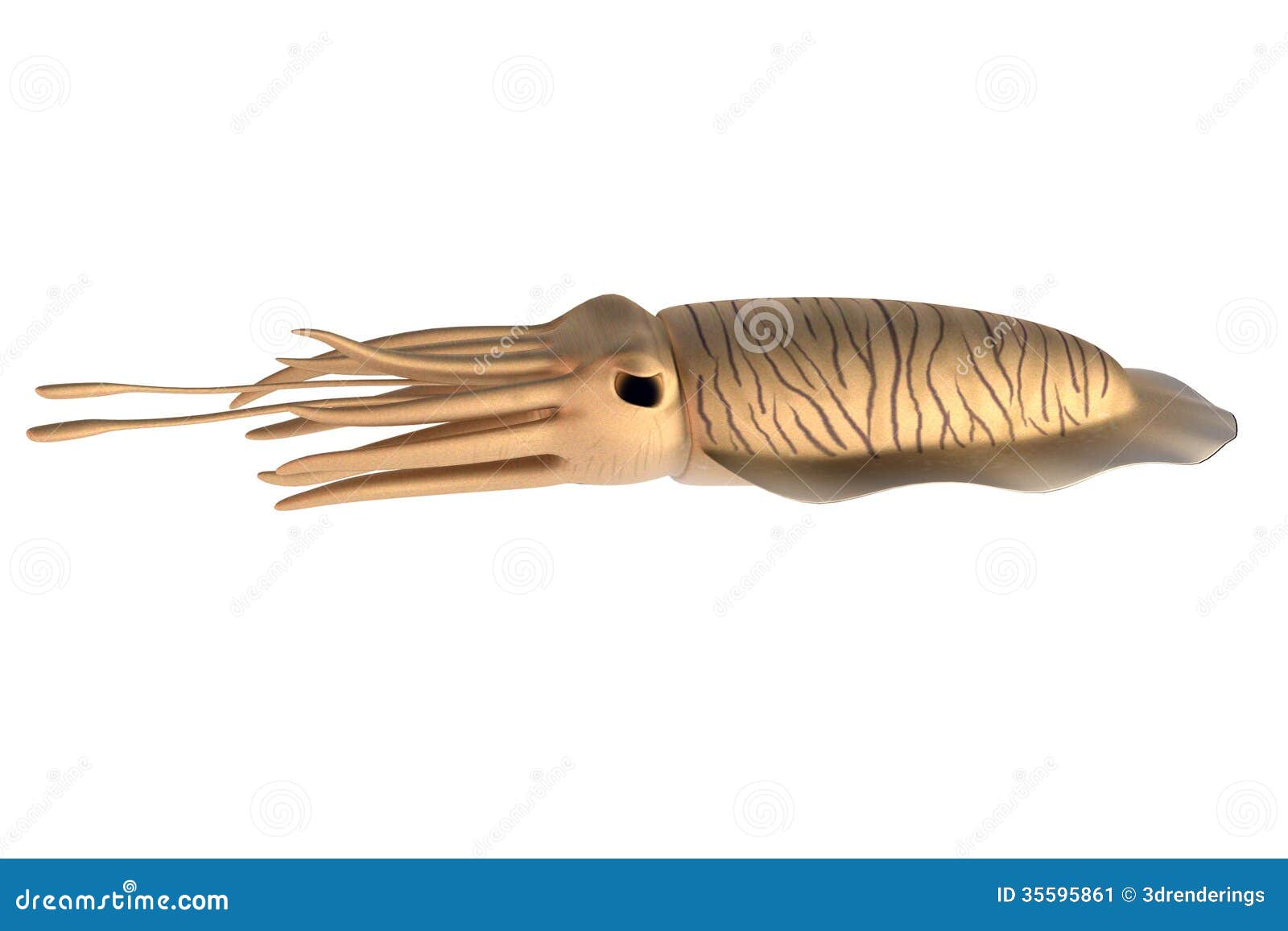 Cuttlefish stock illustration. Illustration of animal - 35595861