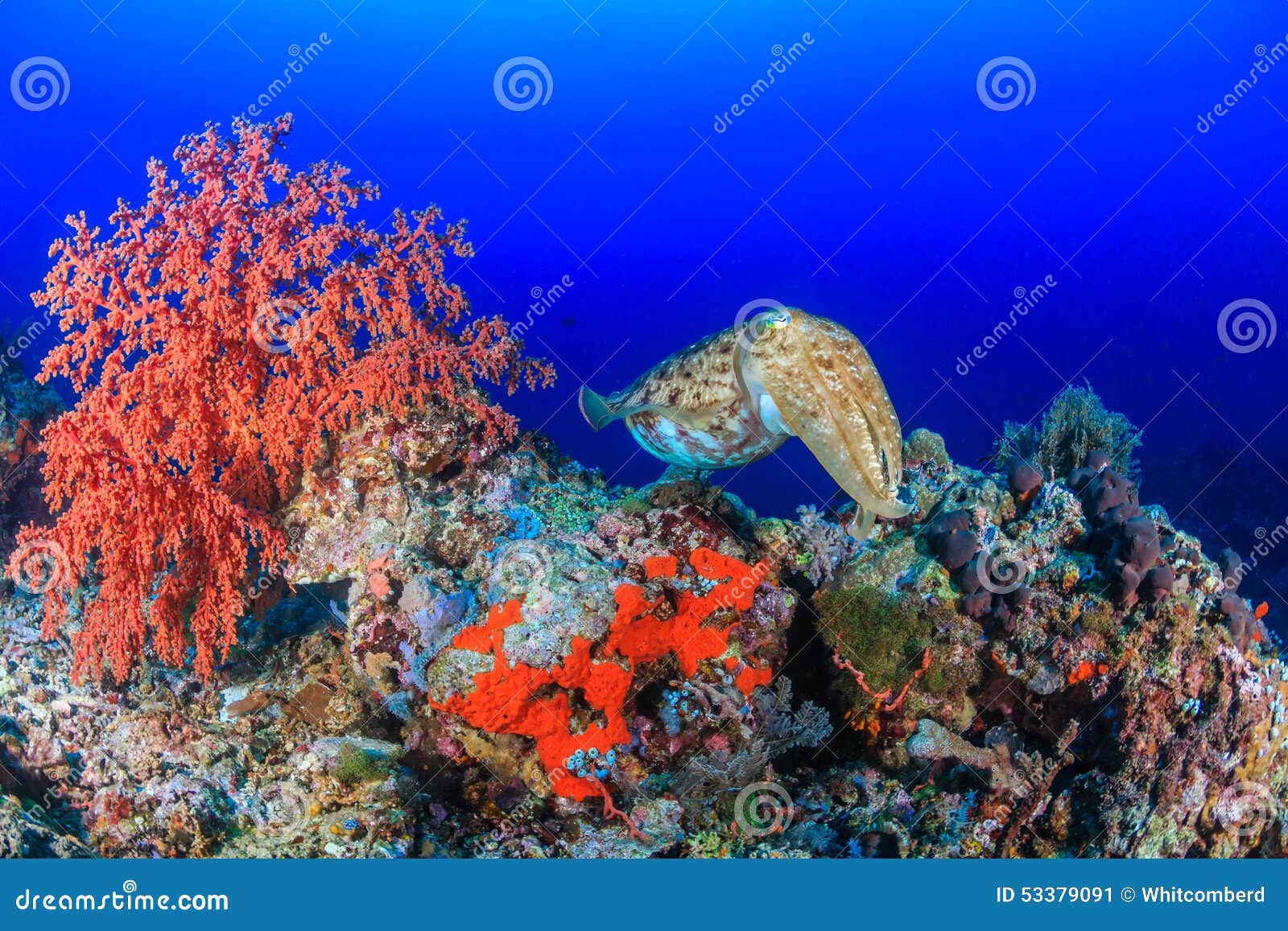 Cuttlefish on a reef stock image. Image of life, aquarium - 53379091