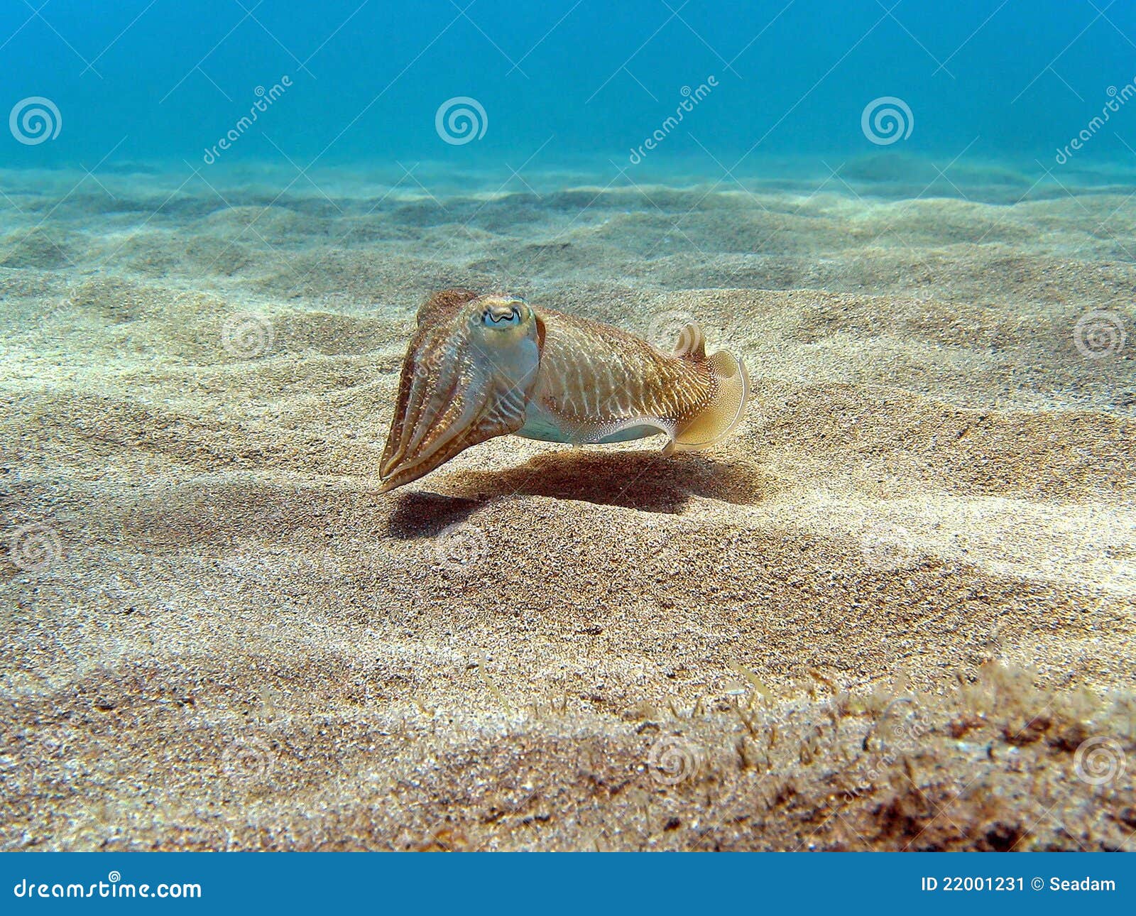 Cuttlefish on the sand stock image. Image of france, seascape - 22001231