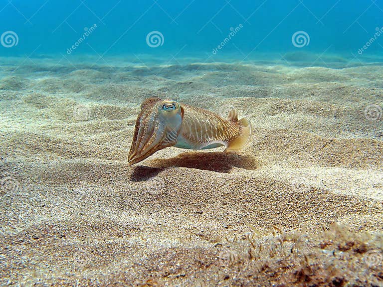 Cuttlefish on the sand stock image. Image of france, seascape - 22001231
