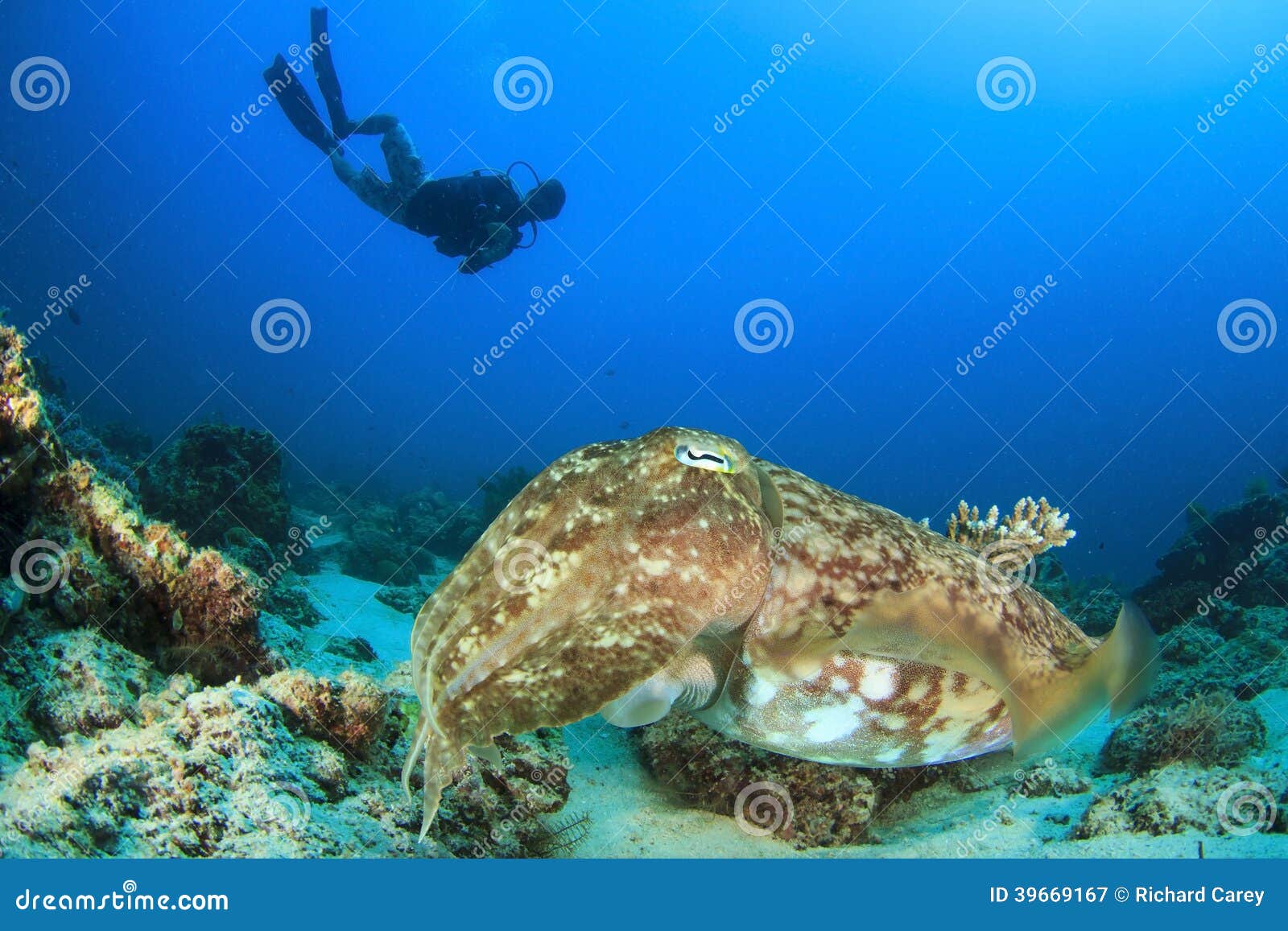 Cuttlefish and Scuba Diver stock image. Image of thailand - 39669167