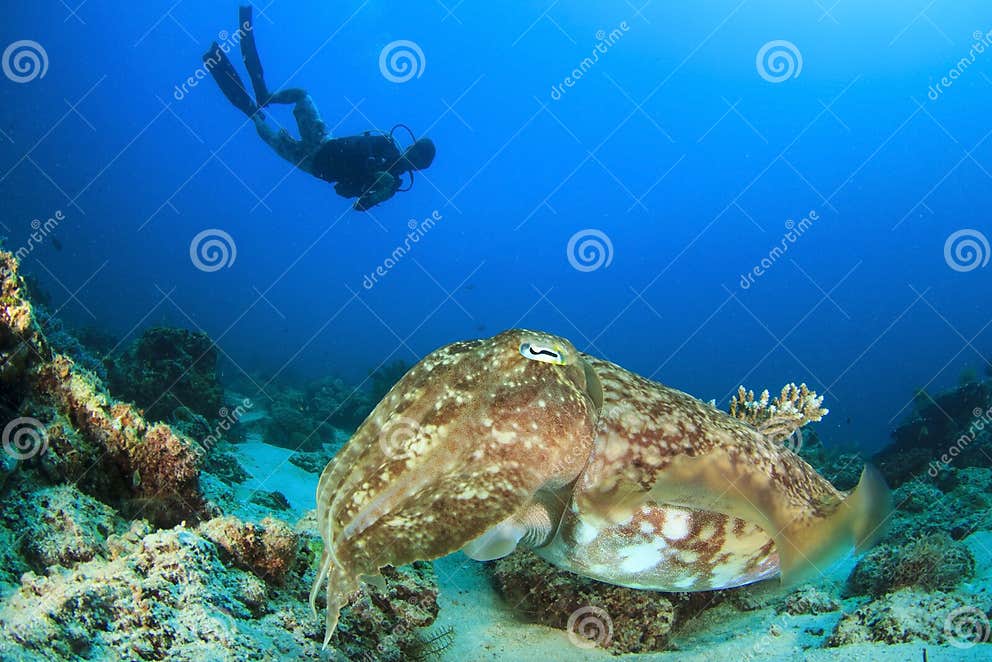 Cuttlefish and Scuba Diver stock image. Image of thailand - 39669167