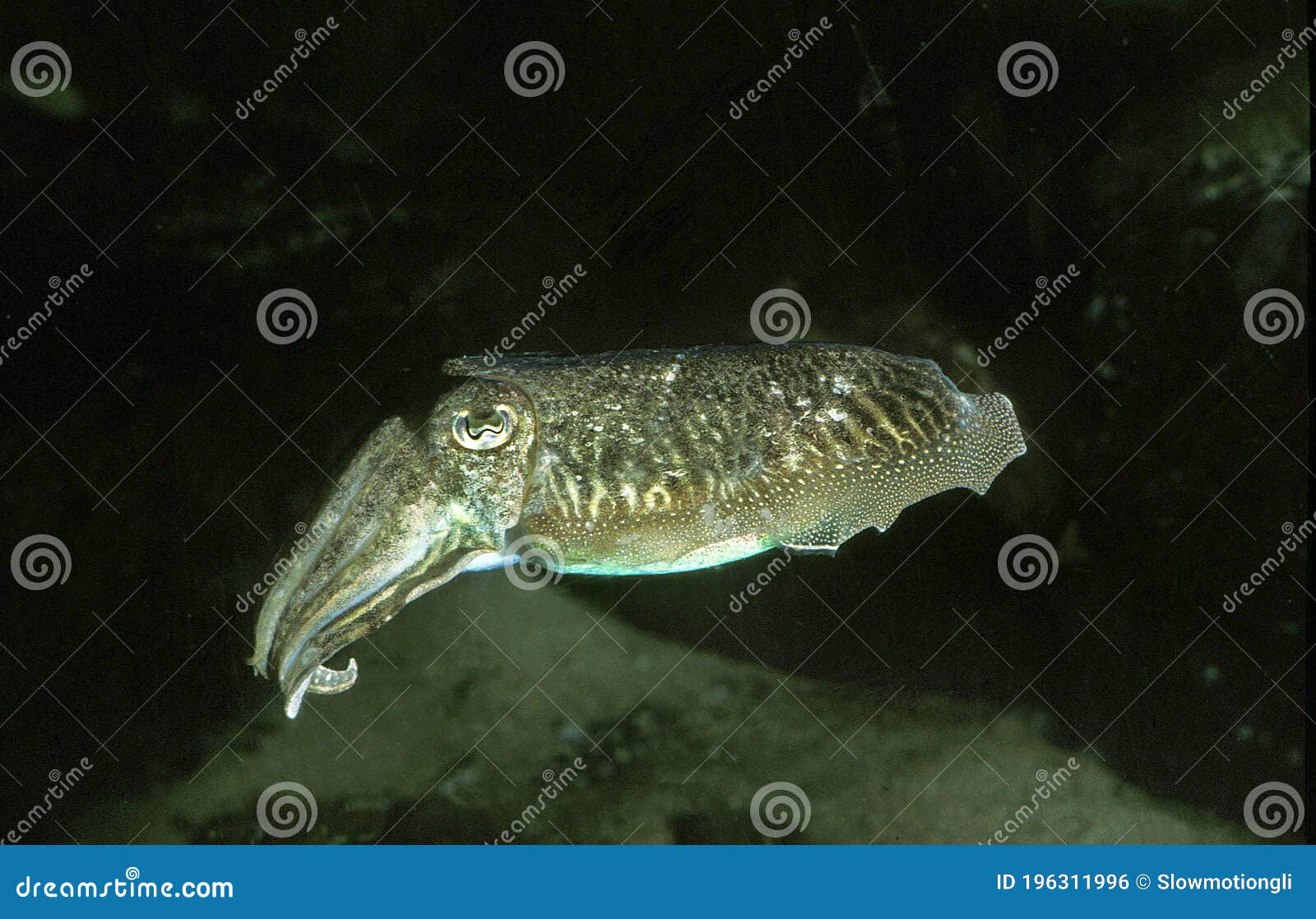 Cuttlefish, sepia sp stock photo. Image of sepia, sepiidae - 196311996