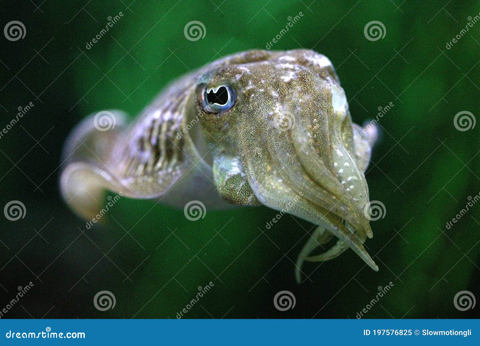 Cuttlefish, sepia sp stock image. Image of aquatic, wildlife - 197576825