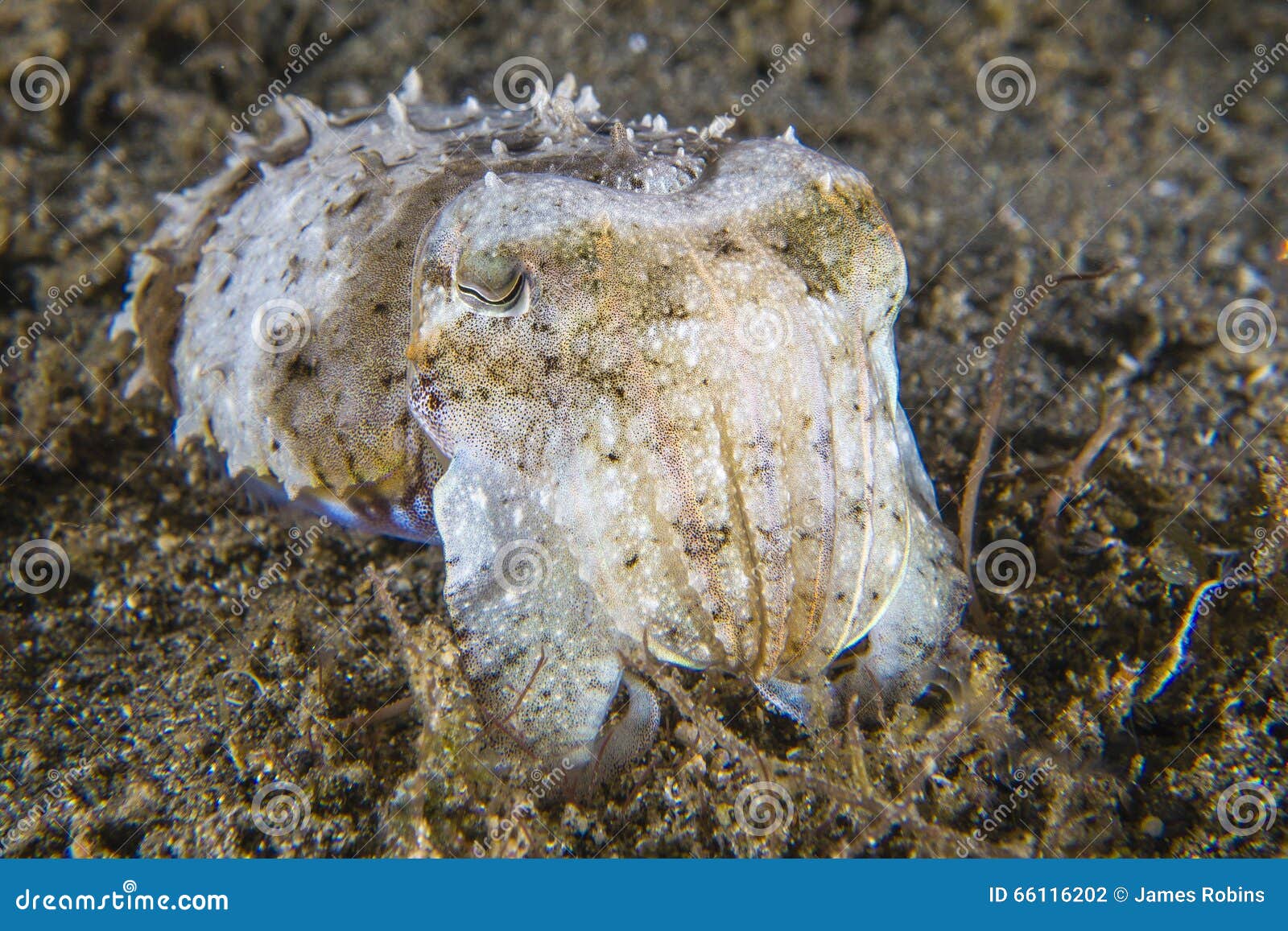 Cuttlefish stock photo. Image of tentacles, wildlife - 66116202