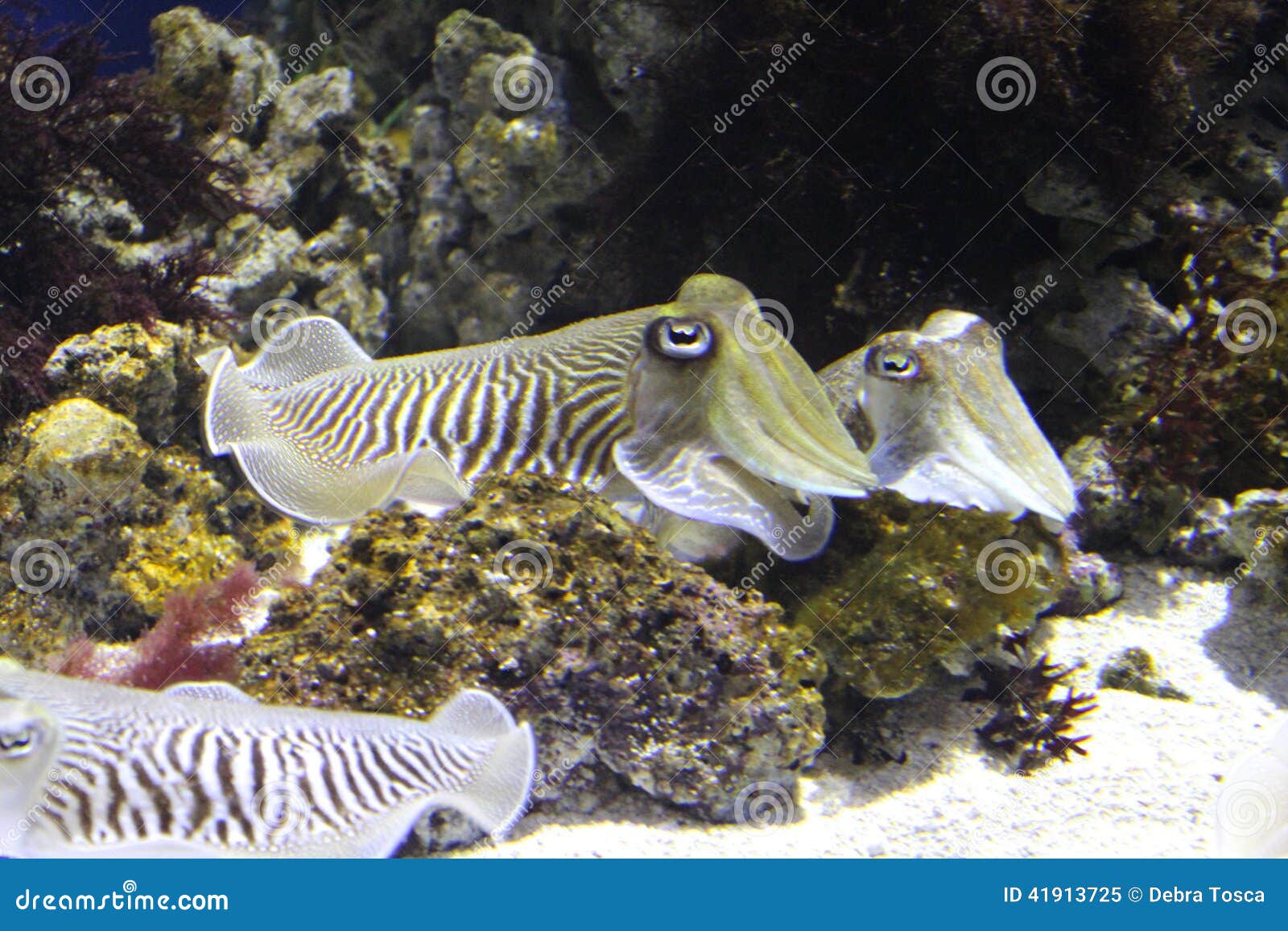 Cuttlefish stock image. Image of striped, water, cuttlefish - 41913725