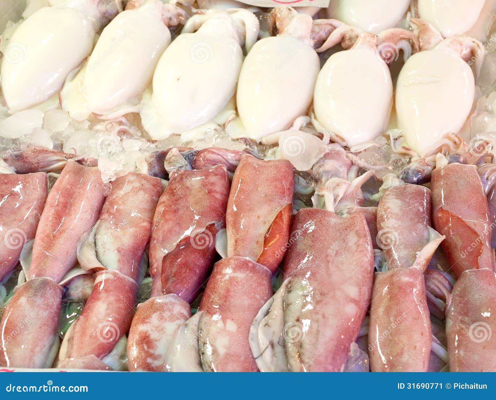 Cuttlefish and squid stock image. Image of marine, fishery - 31690771