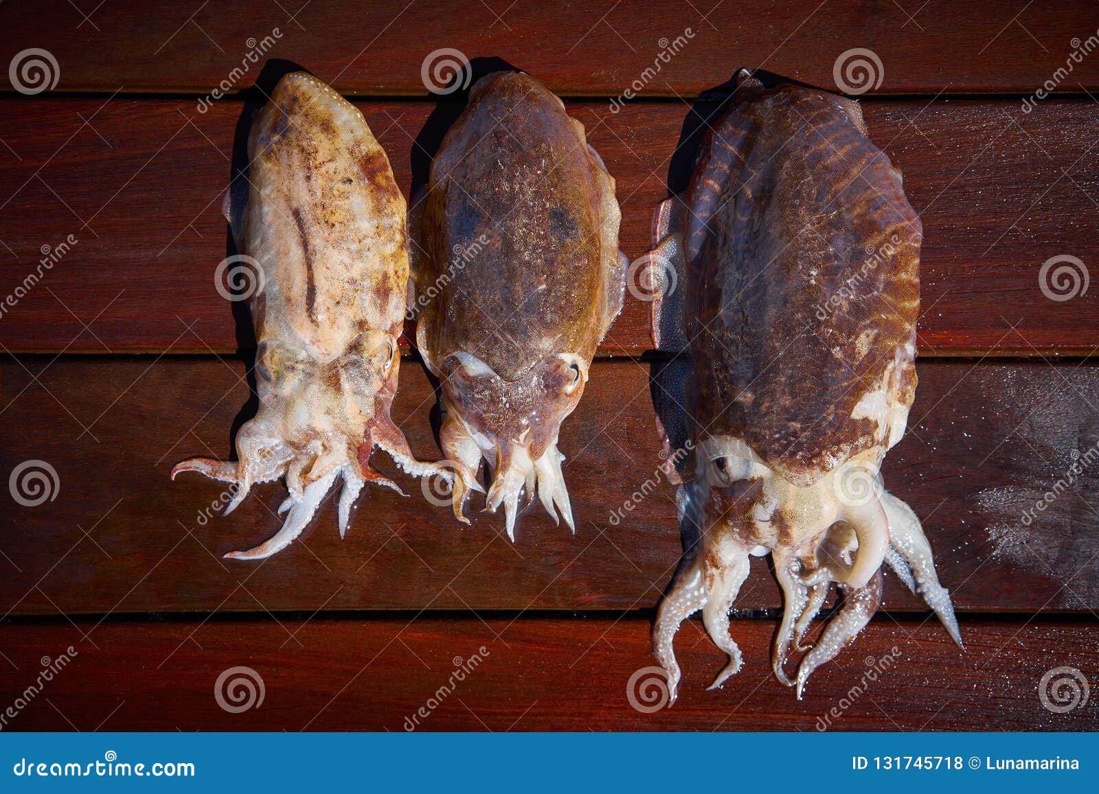 Cuttlefish Squid from Mediterranean Catch Stock Photo - Image of ...