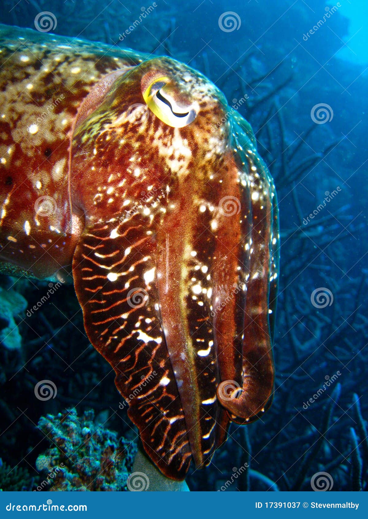 Cuttlefish Staring at Camera Stock Image - Image of sealife, beauty ...