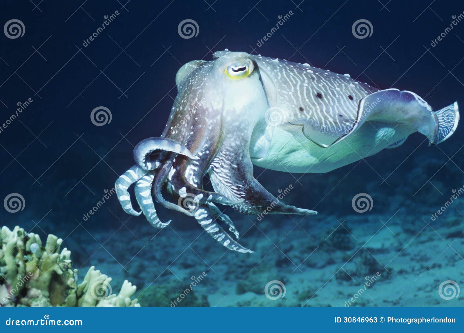 Cuttlefish Swimming in Ocean Stock Image - Image of cuttlefish, pattern ...