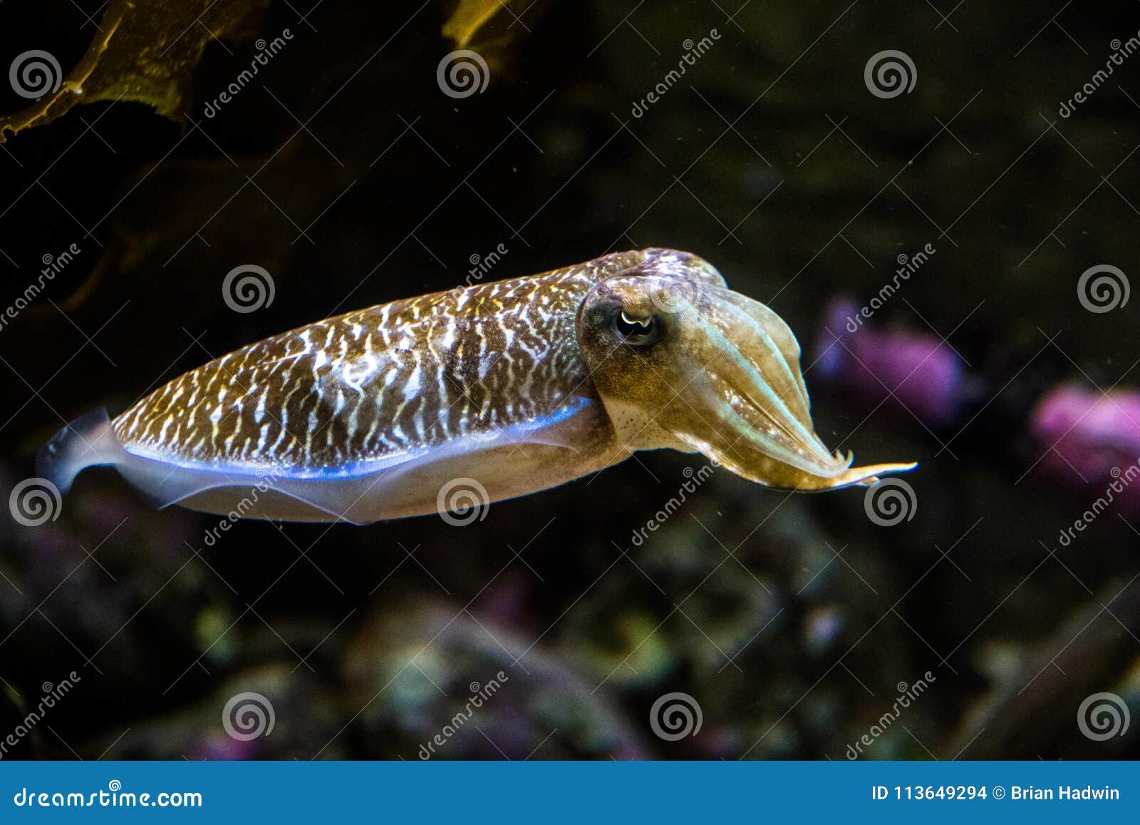 Cuttlefish stock photo. Image of swimming, aquarium - 113649294