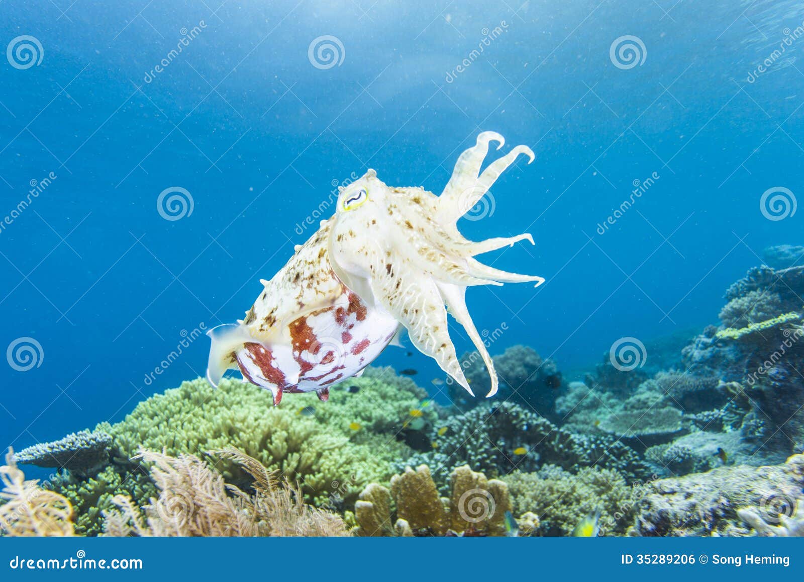 Cuttlefish stock photo. Image of indonesia, nature, environment - 35289206