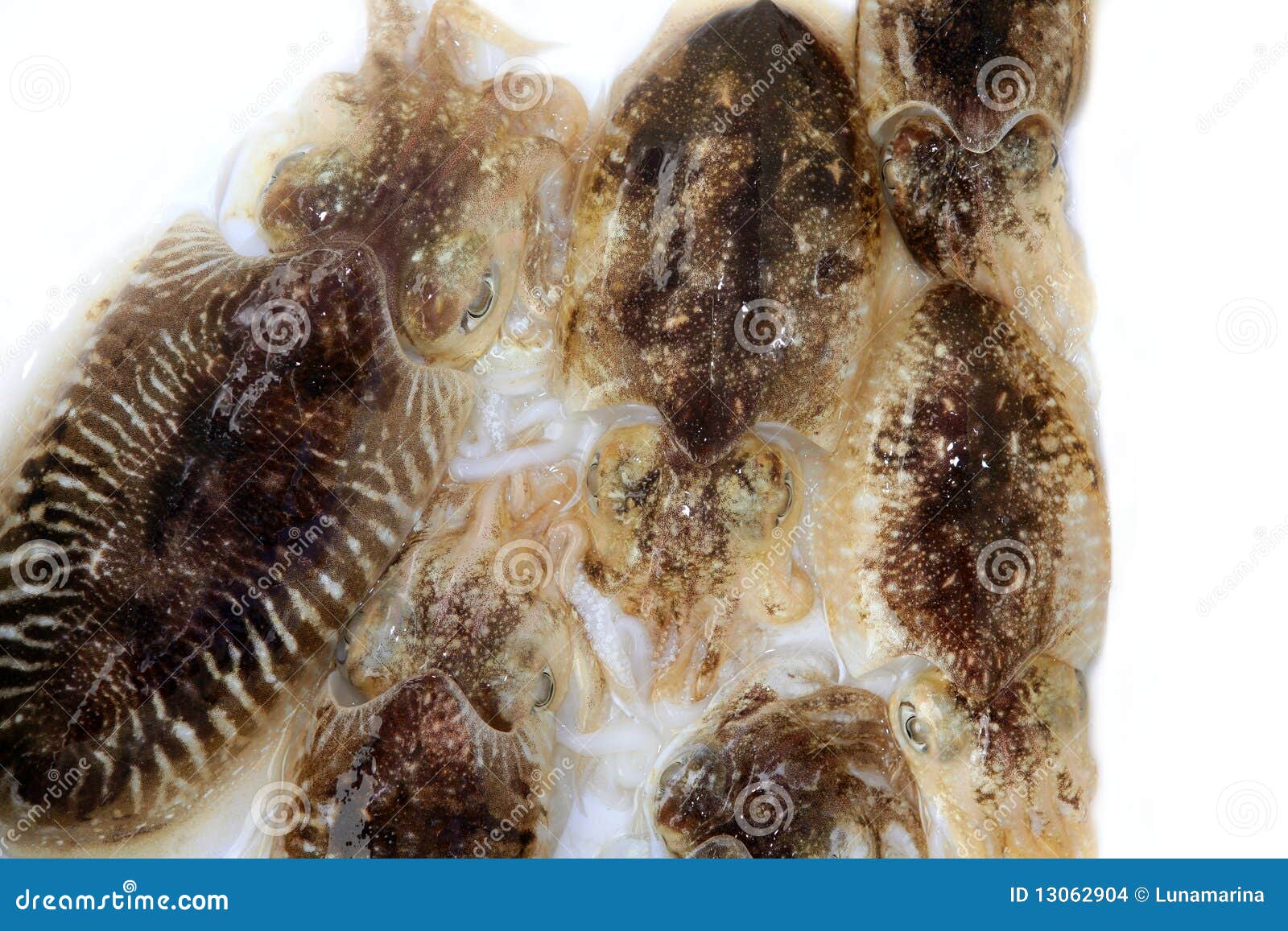 Cuttlefish Uncooked a Mediterranean Squid Stock Photo - Image of ...