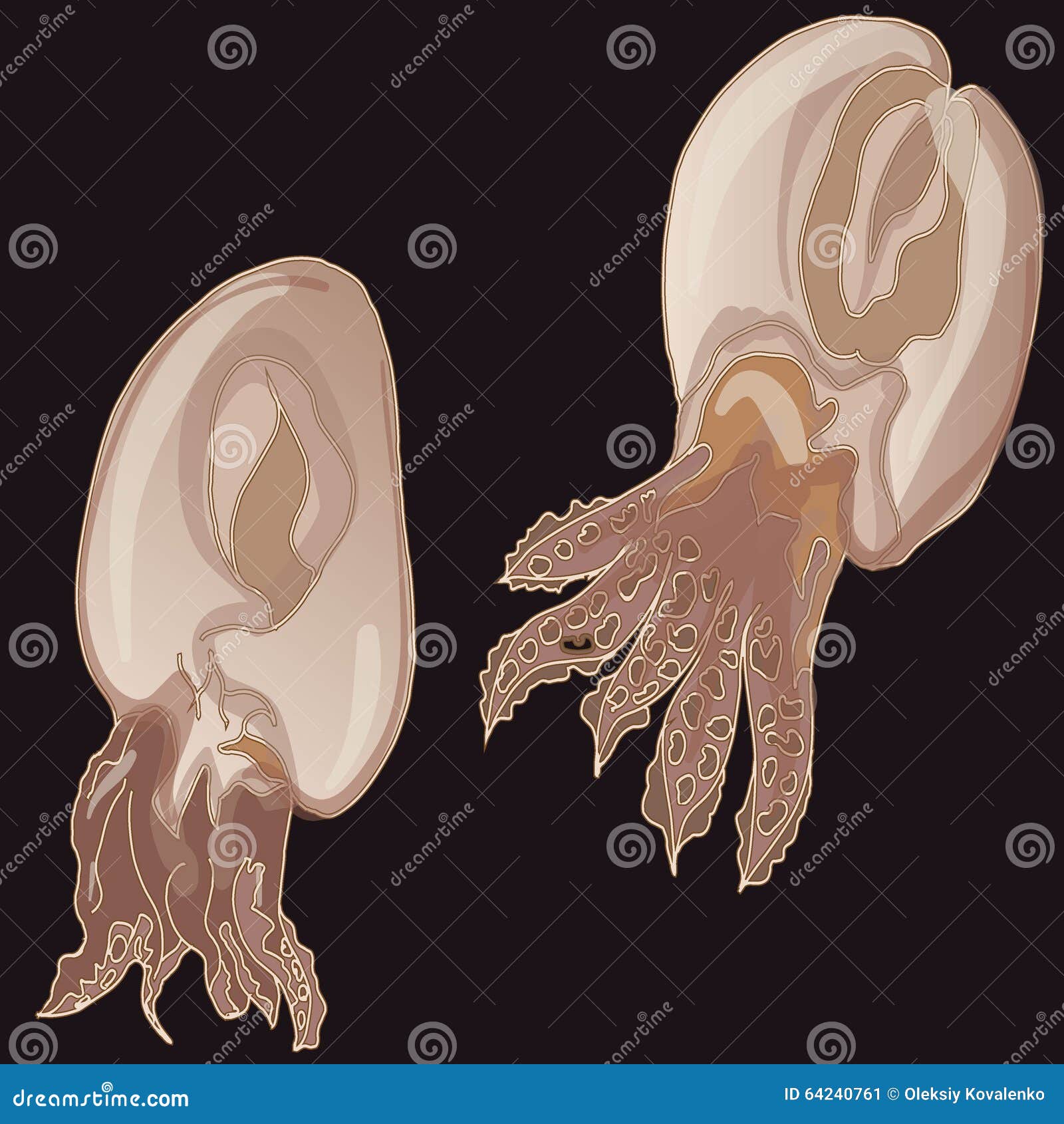 Cuttlefish Vector Drawing. | CartoonDealer.com #64240761