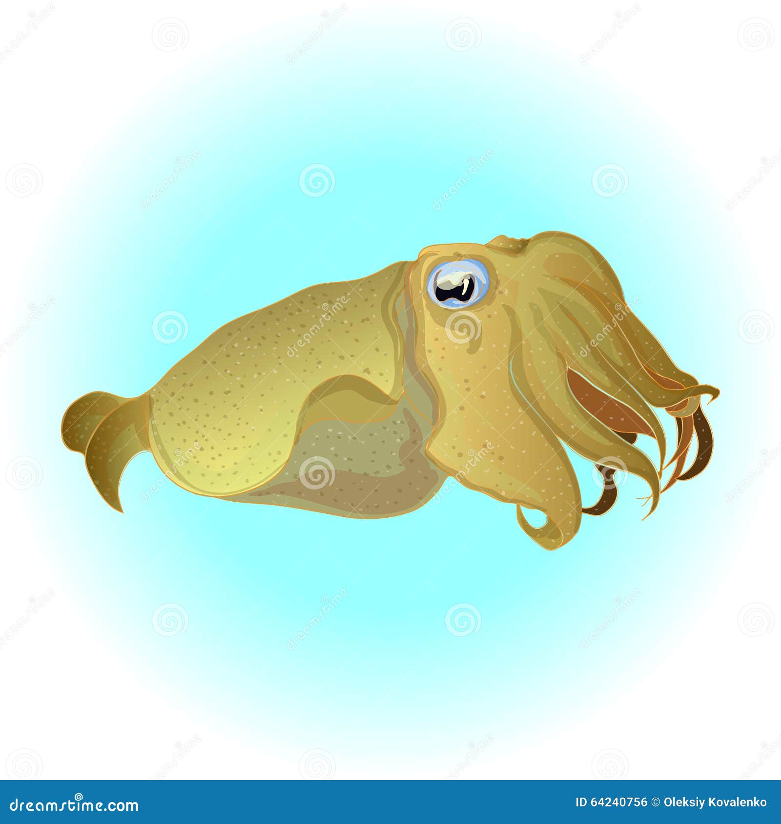 Cuttlefish vector drawing stock vector. Illustration of hand - 64240756