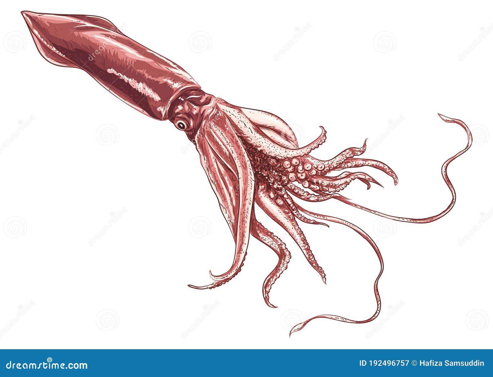 Cuttlefish. Vector Illustration Decorative Design Stock Vector ...