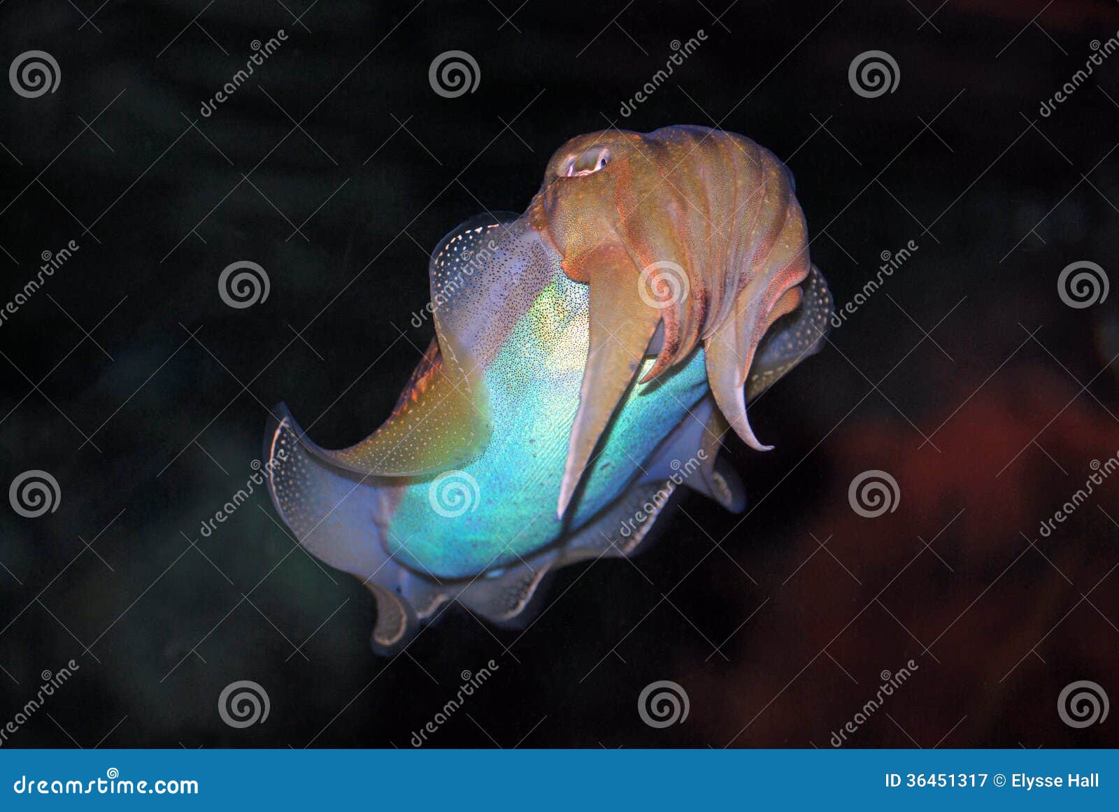 Cuttlefish stock image. Image of teal, wildlife, marine - 36451317