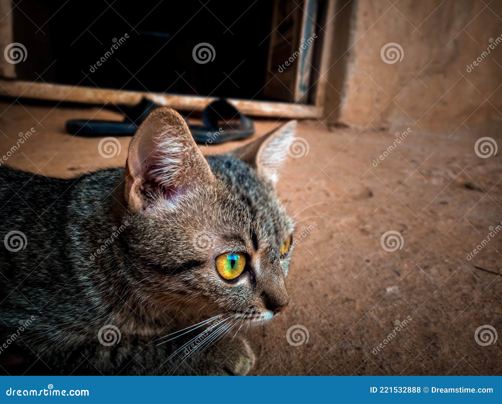 Cutty Cat Stock Photos - Free & Royalty-Free Stock Photos from Dreamstime