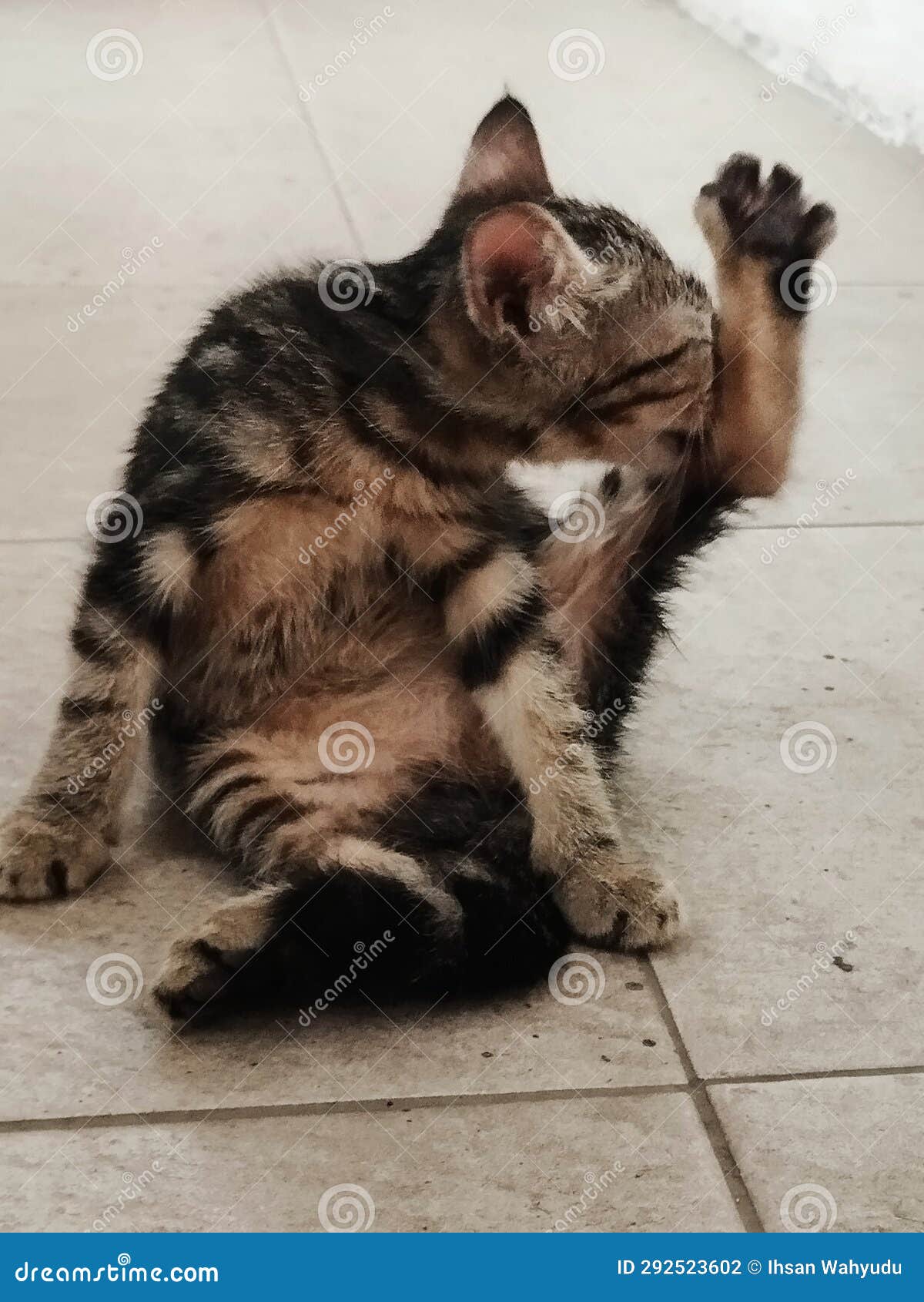 Cutu kitten stock photo. Image of snout, animal, cutte - 292523602